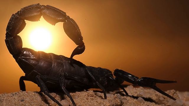 Скорпион. ♏ Здоровье по звёздам