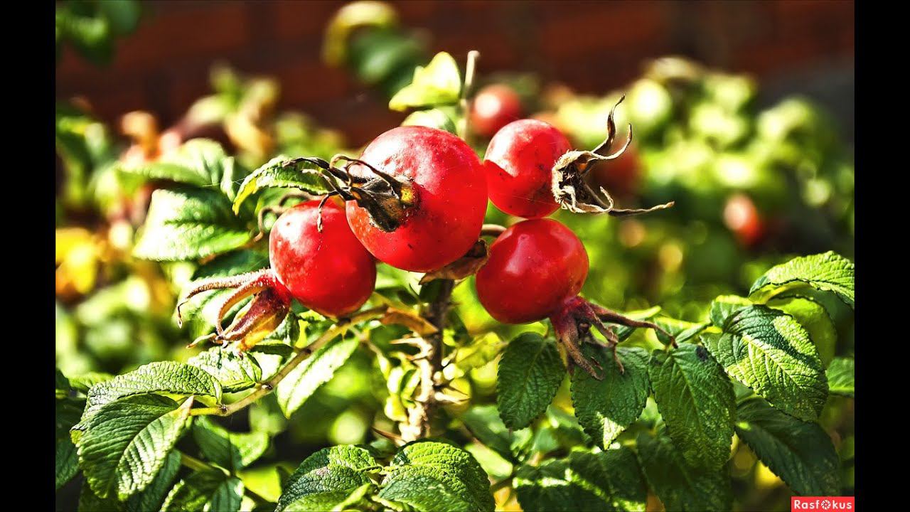 Шиповник и мёд.