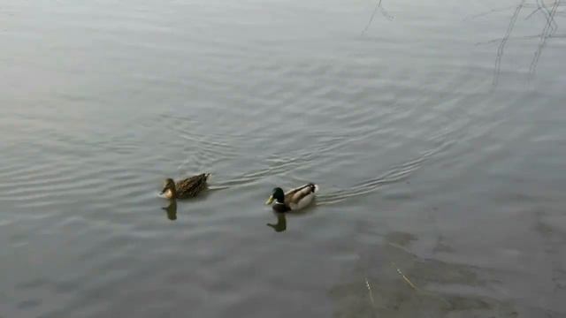 Я ушёл гулять на озеро