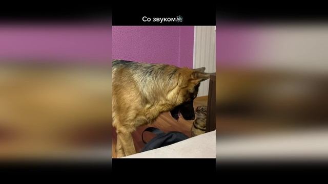 Самые смешные животные / Приколы с котами и собаками(# 68)#Shorts