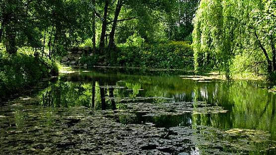 Сад волшебный