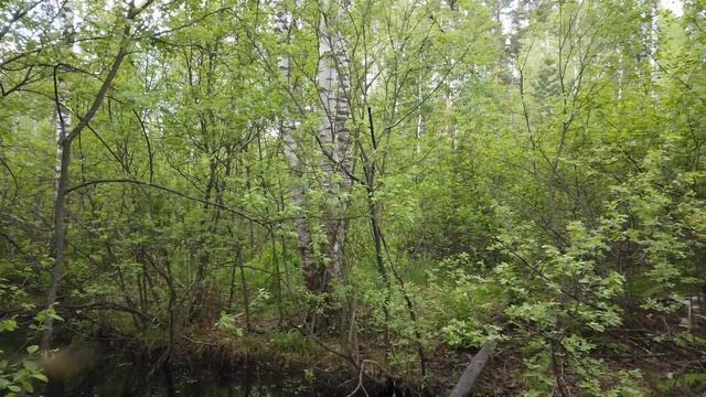 Привожу в порядок тропинку в лесу.