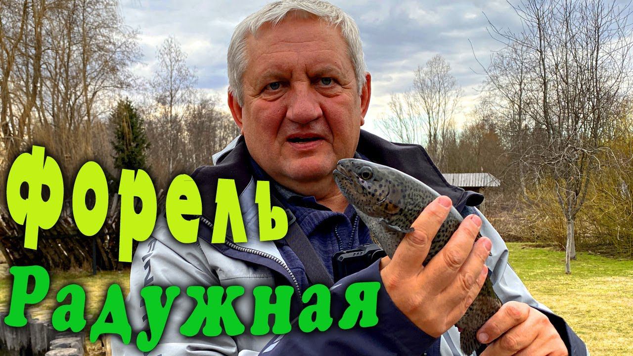 Радужная форель. Пруд. 2022.