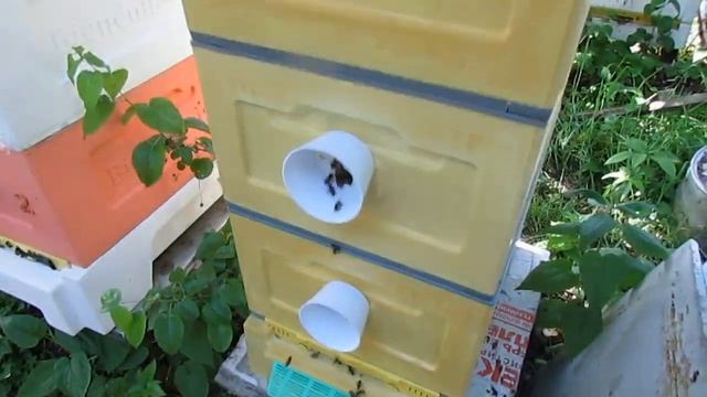 июнь на пасеке - делаю отводок на плодную матку для ухода от роения в улье Кука.