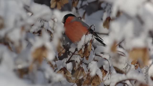 СНЕГИРИ И СНЕГ