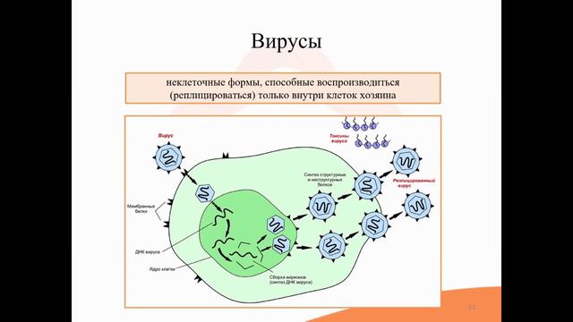 36. Общие принципы химиотерапии