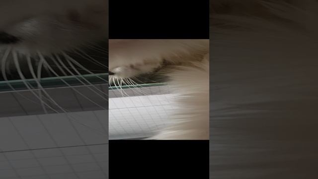 Кошка-кочевряжка и лапочки.