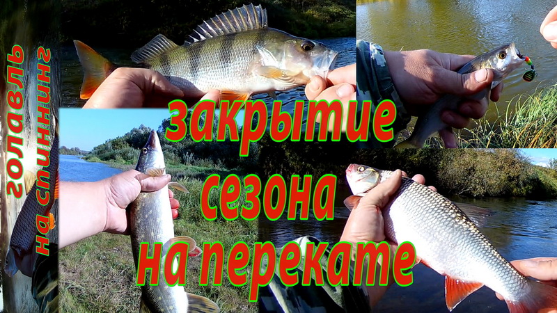 Щука, Окунь, Язь, Жерех.Все кроме Голавля.  Ловля на спиннинг осенью на перекате.