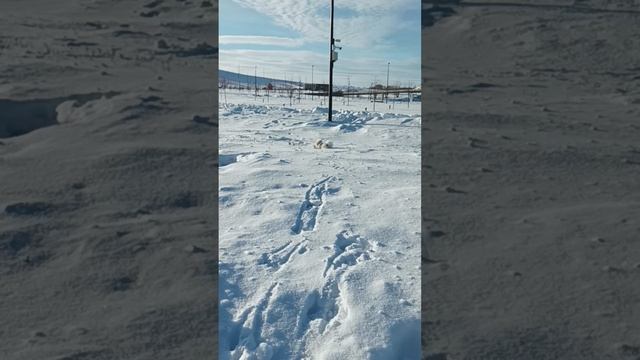 Моя прелесть потерялась