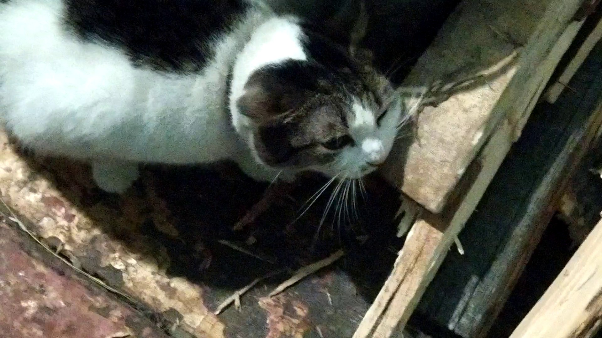 Зачем мне дровокол, если у меня есть Барсик?