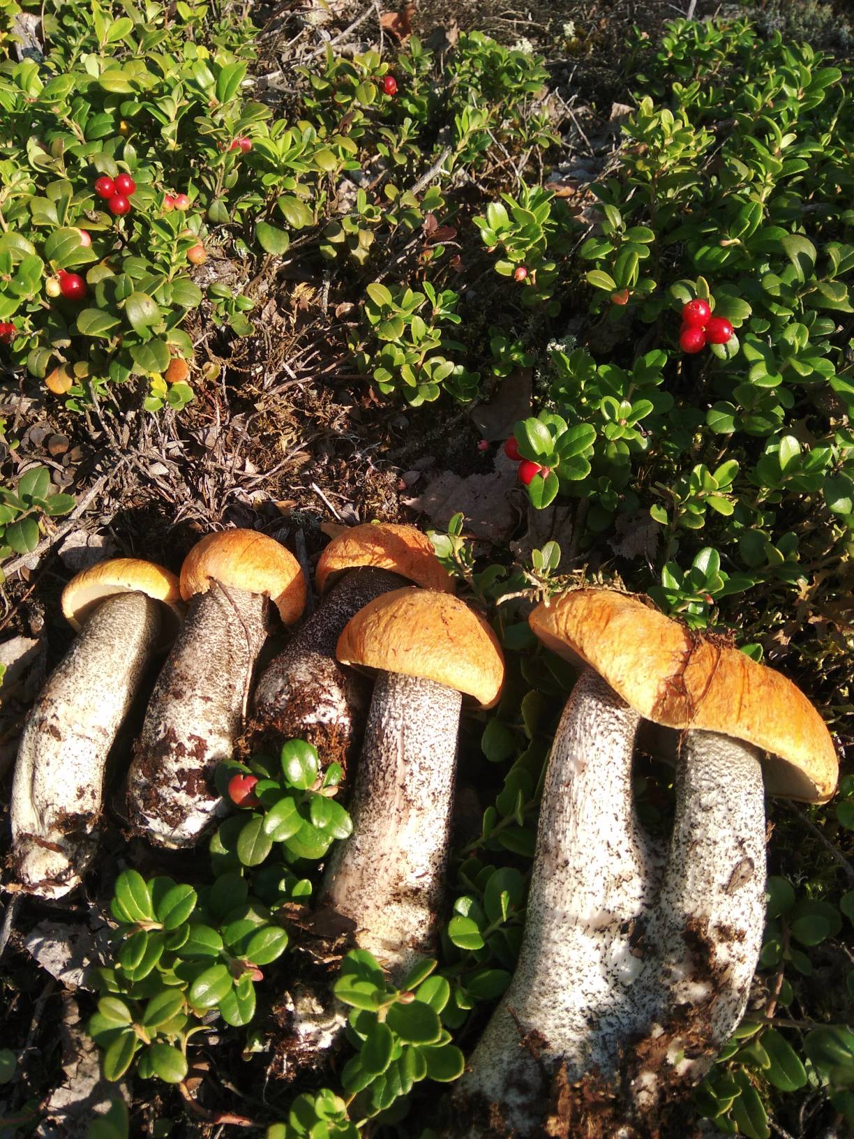 Белые и красные грибы на каждом шагу!