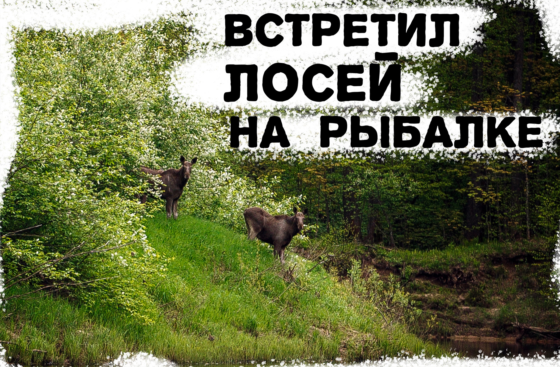 Ловля крупного леща. Щука на фидер. Лоси переплывают реку. Рыбалка на спиннинг и фидер