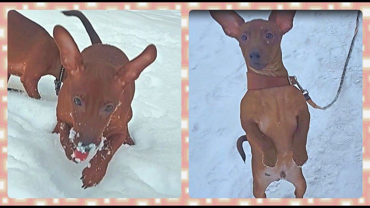 Щенок цвергпинчера Нафаня / Miniature Pinscher puppy Nafanya