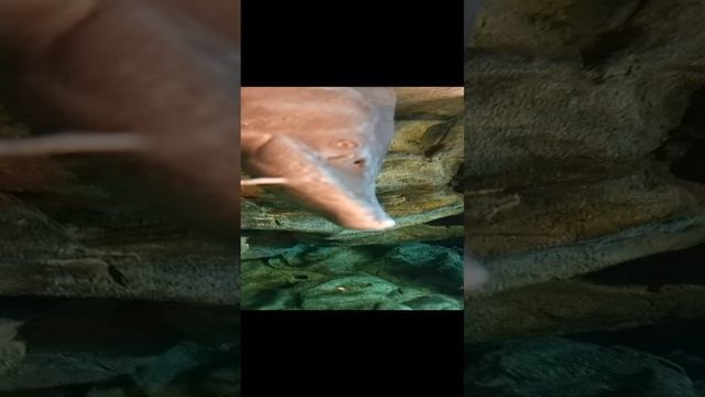 океанариум СПБ рыбки рыбешки , вы рыбов продаете ?