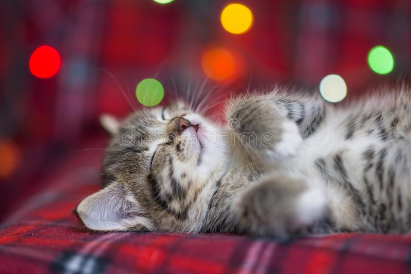 Стихи детям. Детям спящее стихотворение  Автор текста  Р. Сеф.  Колыбельная.