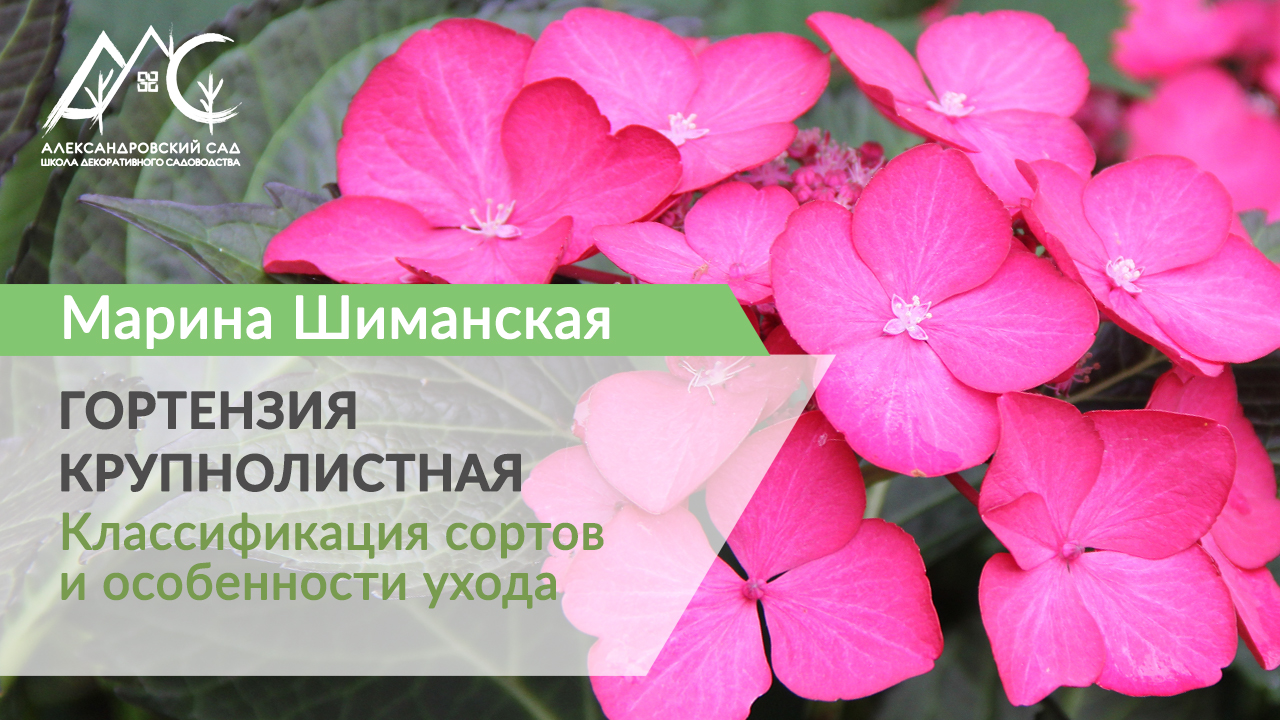 Гортензия крупнолистная