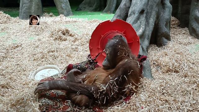 Суматранские орангутаны мама Чава и дочка Алиса.