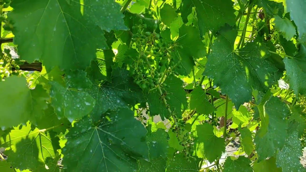 Мой сад  и виноградник 2022