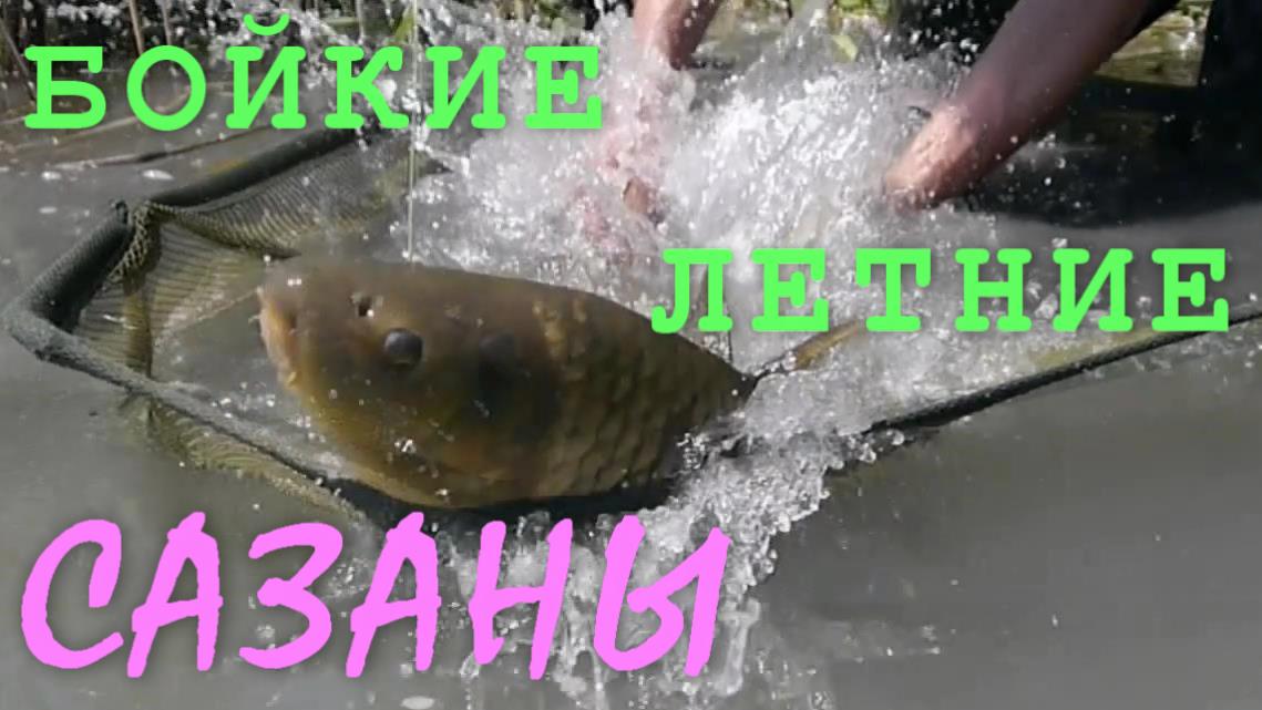 Ловля речных сазанов летом.