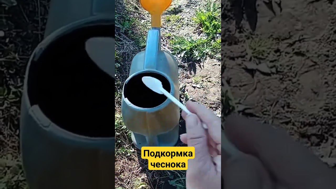 Подкормка чеснока ранней весной. #дача #чеснок #огород #удобрение