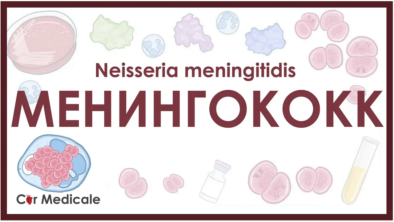 Менингококк (Neisseria meningitidis) - микробиология, диагностика, лечение