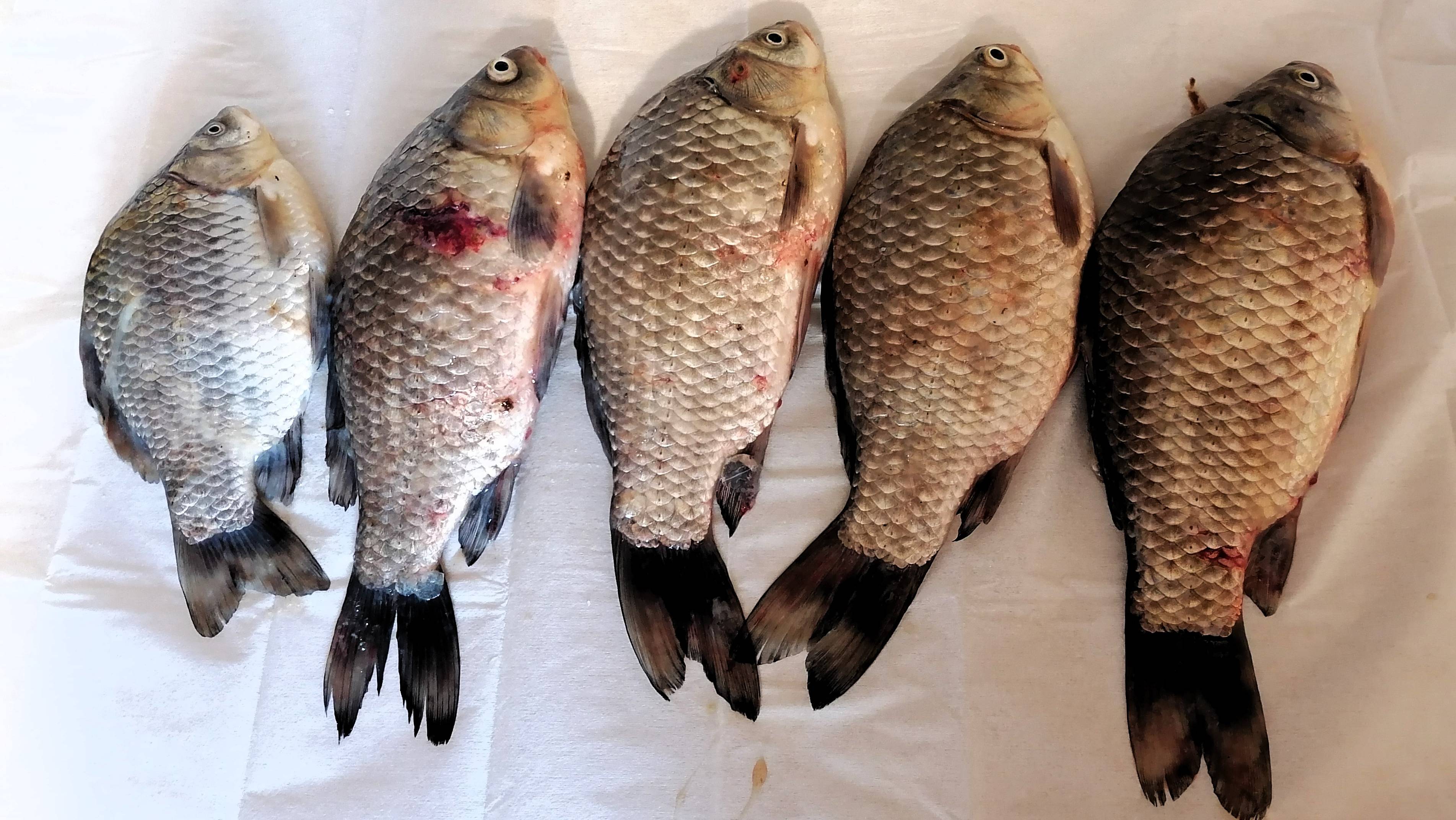 Карась. Ловля на поплавочную удочку