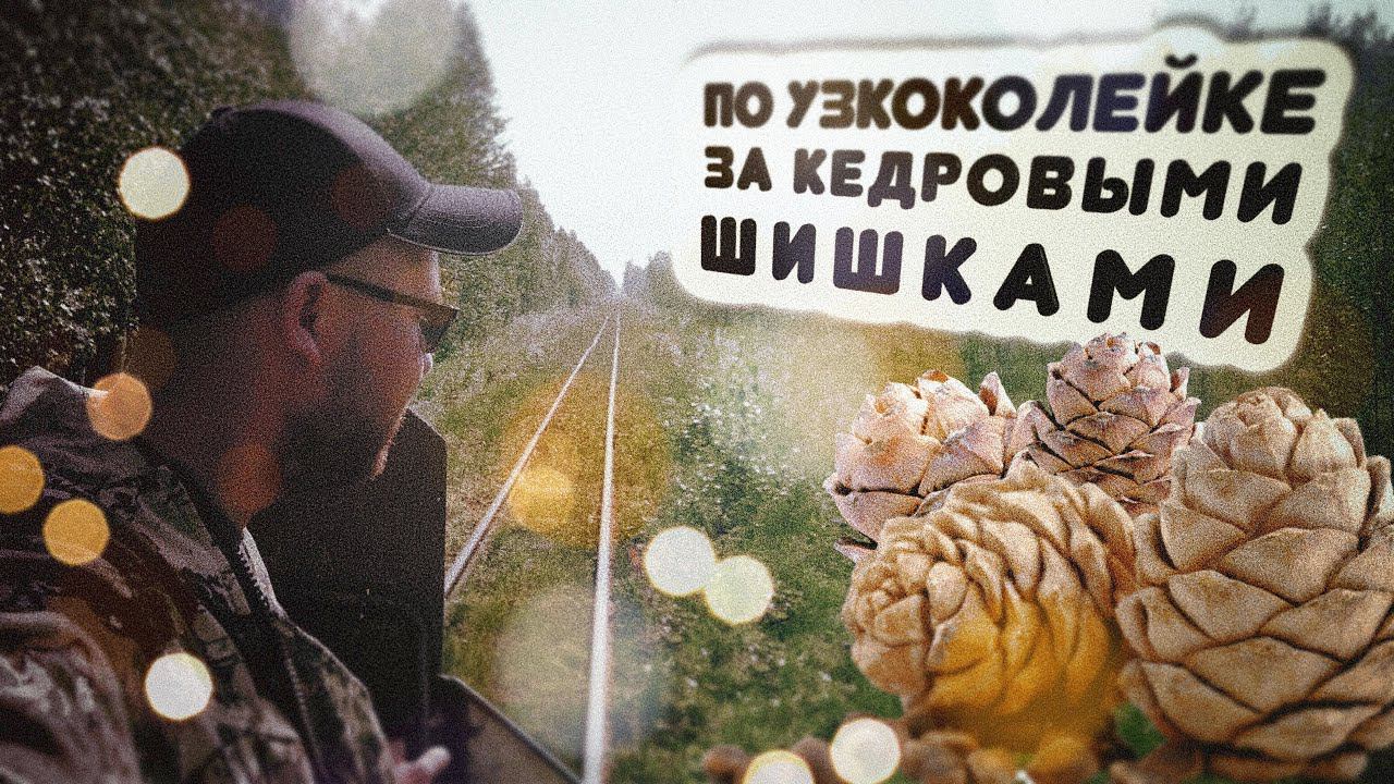 НА ПИОНЕРКЕ ПО УЗКОКОЛЕЙКЕ (АУЖД) / В ПОИСКАХ КЕДРОВЫХ ШИШЕК / ИСТОЧНИК С ГОРЯЩЕЙ ВОДОЙ / МУРАТКОВО