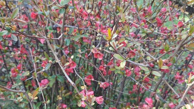 Фаленопсис или айва японская