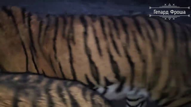 Красавцы Тигры и Другие-2