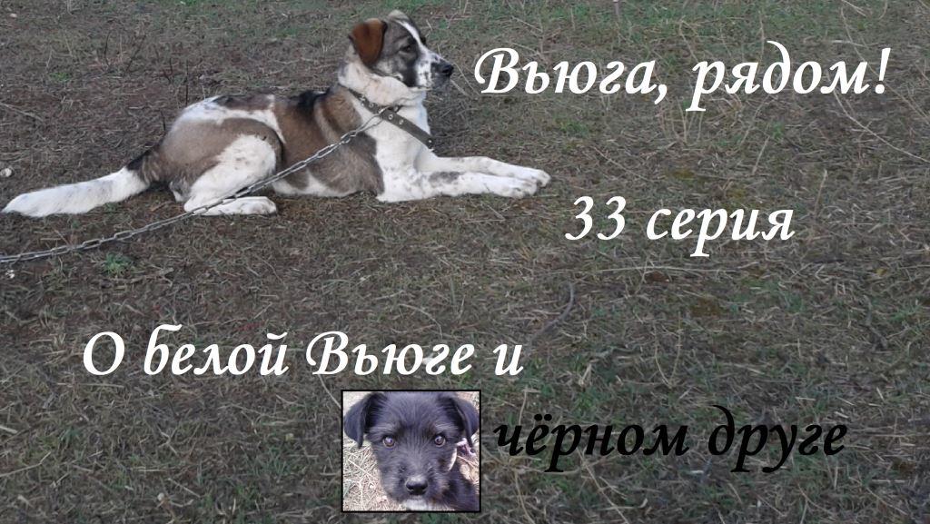 "Вьюга, рядом!" 33 серия "О белой Вьюге и чёрном друге"   dub