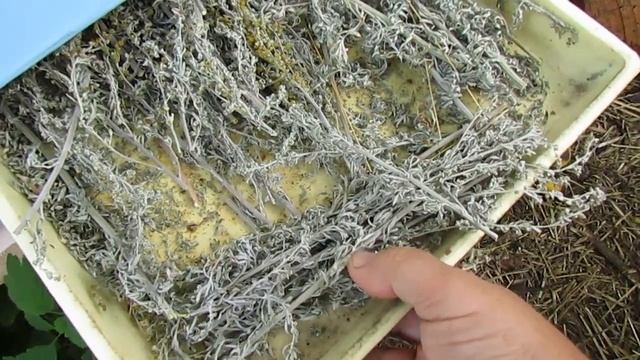 июль на пасеке - полынь для обработки пчел от клеща Варроа в период медосбора.mp4