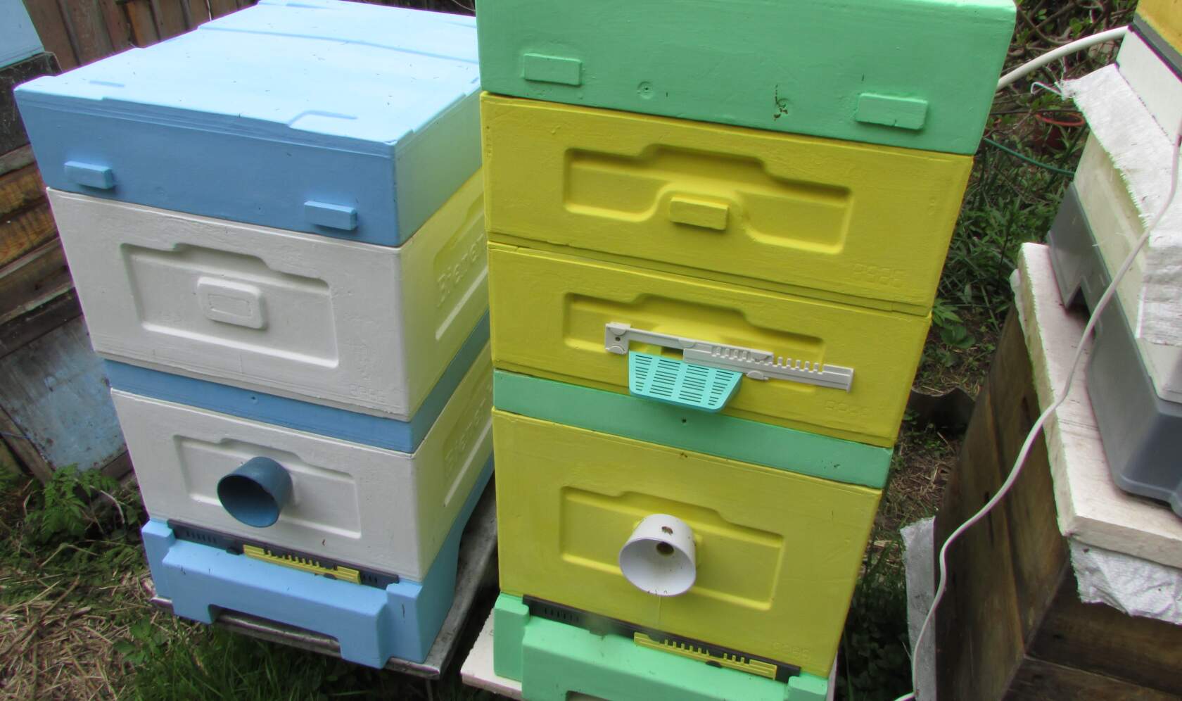 ответы на вопросы - нет расплода в семье пчел в августе, в чем причина, и как нарастить пчел в зиму