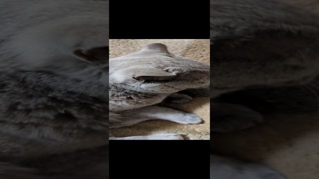 Кошкина урчалка