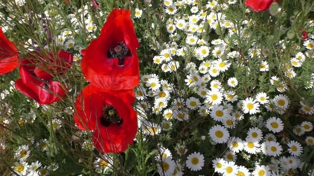 Алые маки Восточного Крыма.