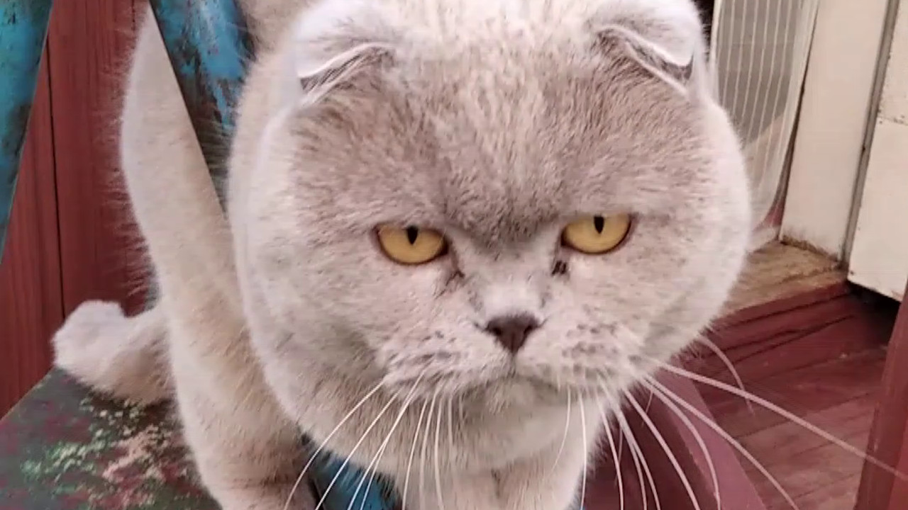 Кошка танцует на стремянке