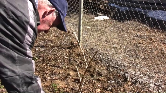 Как обрезать и ухаживать за крыжовником, чтобы получить крупные плоды.