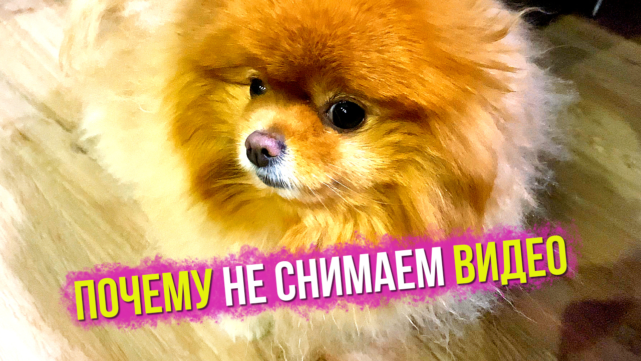 Что со шпицем Бэллой? Куда мы пропали? Как моем собак после прогулки