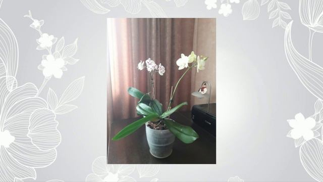 Вступления к плейлисту "Орхидеи зацвели".