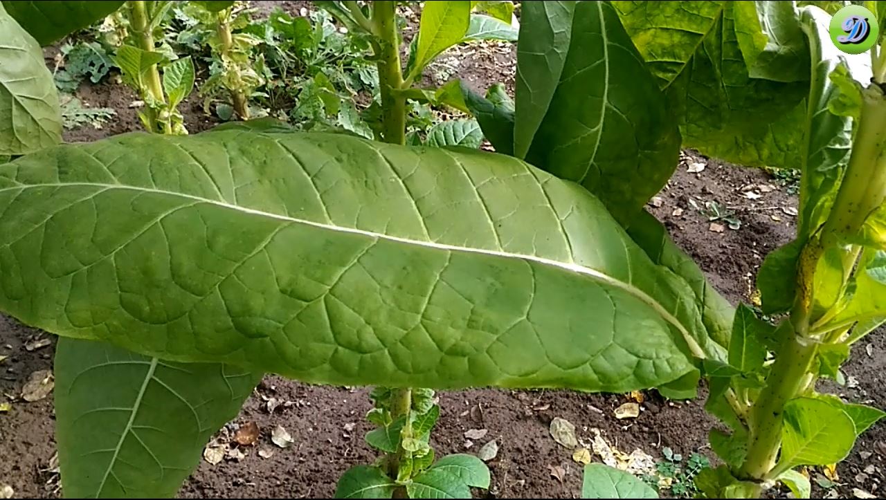 Табак на 7 октября.