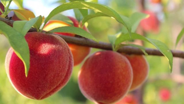 Право на жизнь