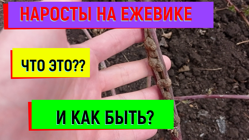 ВРЕДИТЕЛИ ЕЖЕВИКИ!#ежевика#ежевикауход#ежевикасорта#ежевикавыращивание#вредителиежевики#вредители#