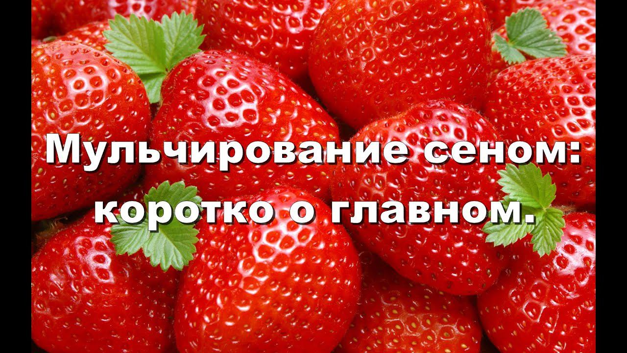 МУЛЬЧИРОВАНИЕ КЛУБНИКИ СЕНОМ: коротко о главном