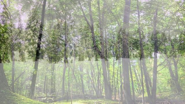 ЛЕТНИЙ ВЕЧЕР 1 МЕДИТАЦИЯ РЕЛАКСАЦИЯ СОН SUMMER EVENING ПРИРОДА NATURE  ЛАЙКИ И ПОДПИСЫВАЙТЕСЬ!