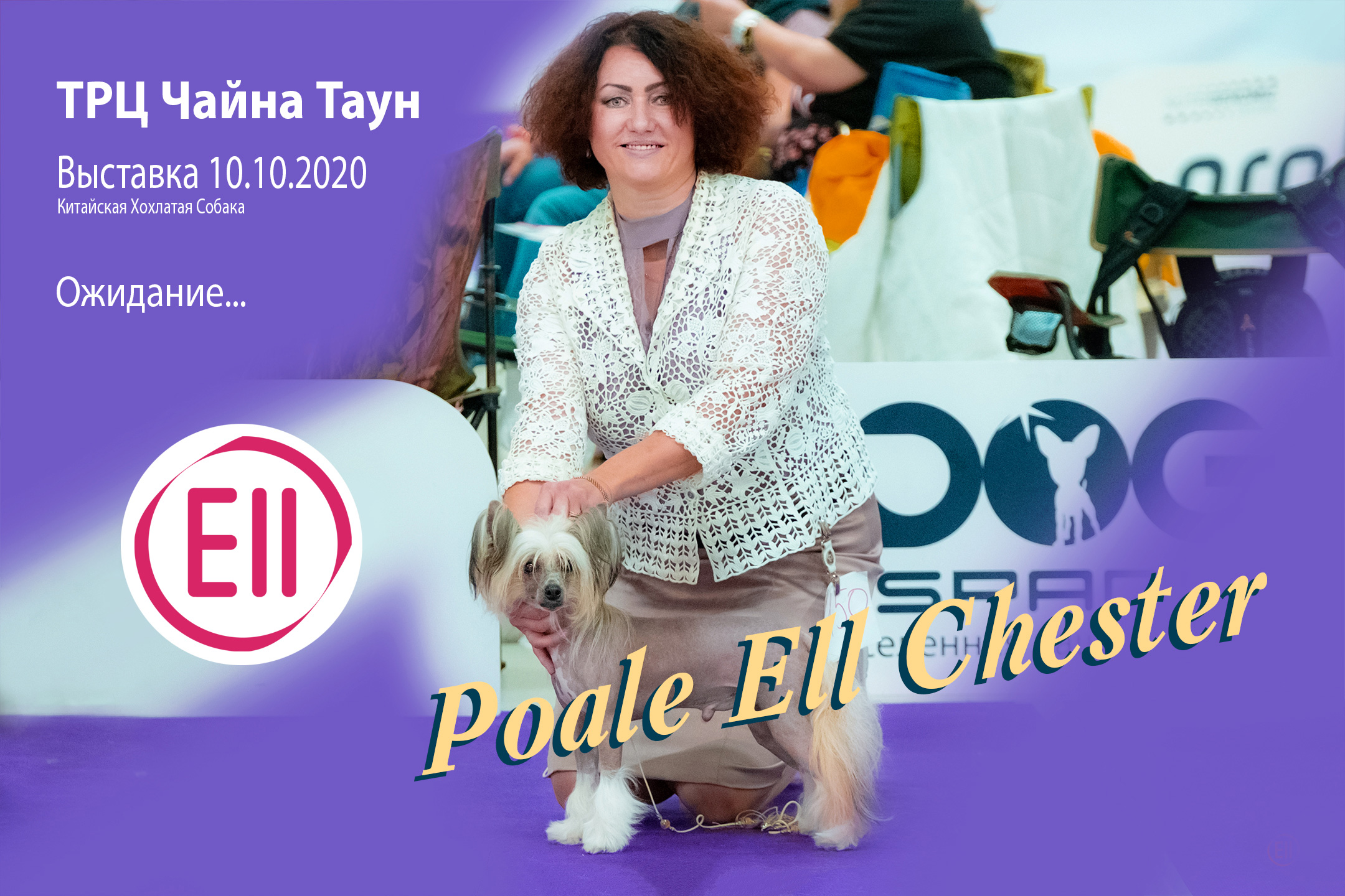 Ожидание... Китайская Хохлатая Собака