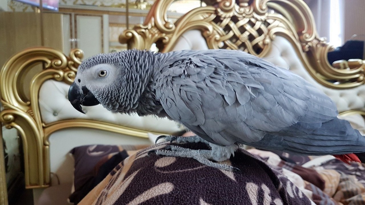 Попугай матерится на хозяина Попугай матершинник Рико