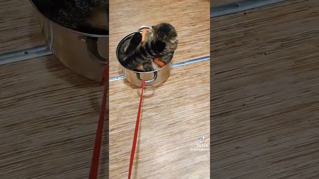 кот с колбасой уезжает 😱😂😂😂😂😂