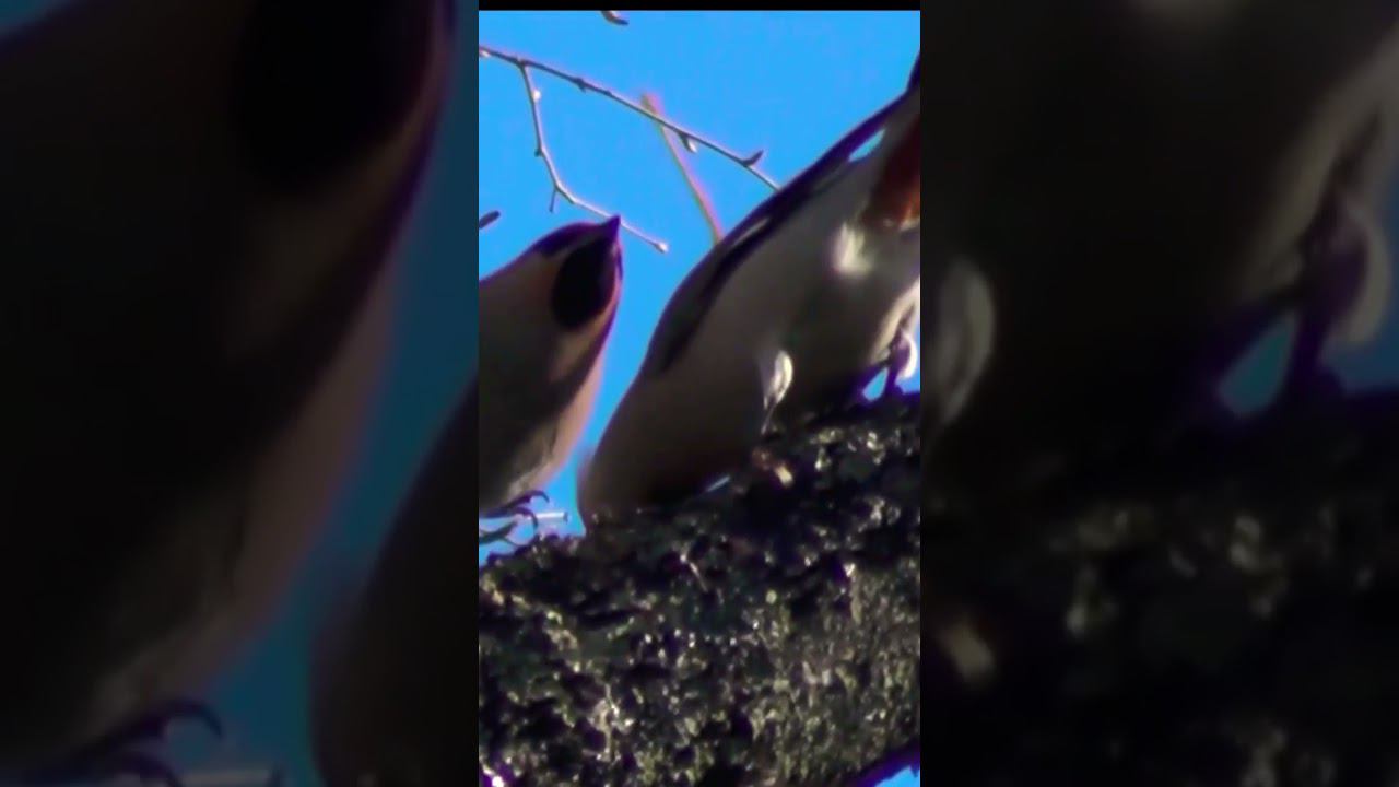 Свиристели апреля