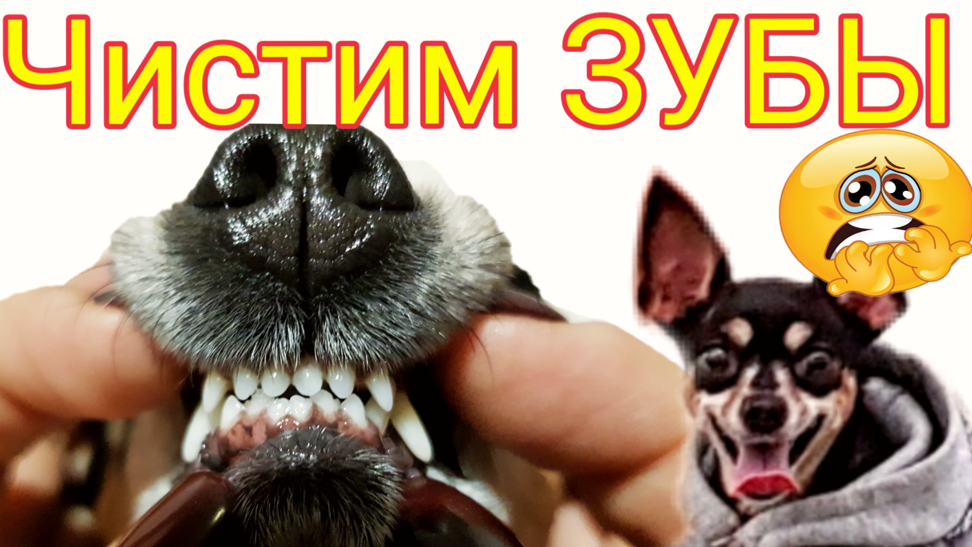 Чем и как чистить зубы собаке в домашних условиях. Лайфхак / Семья Козырь