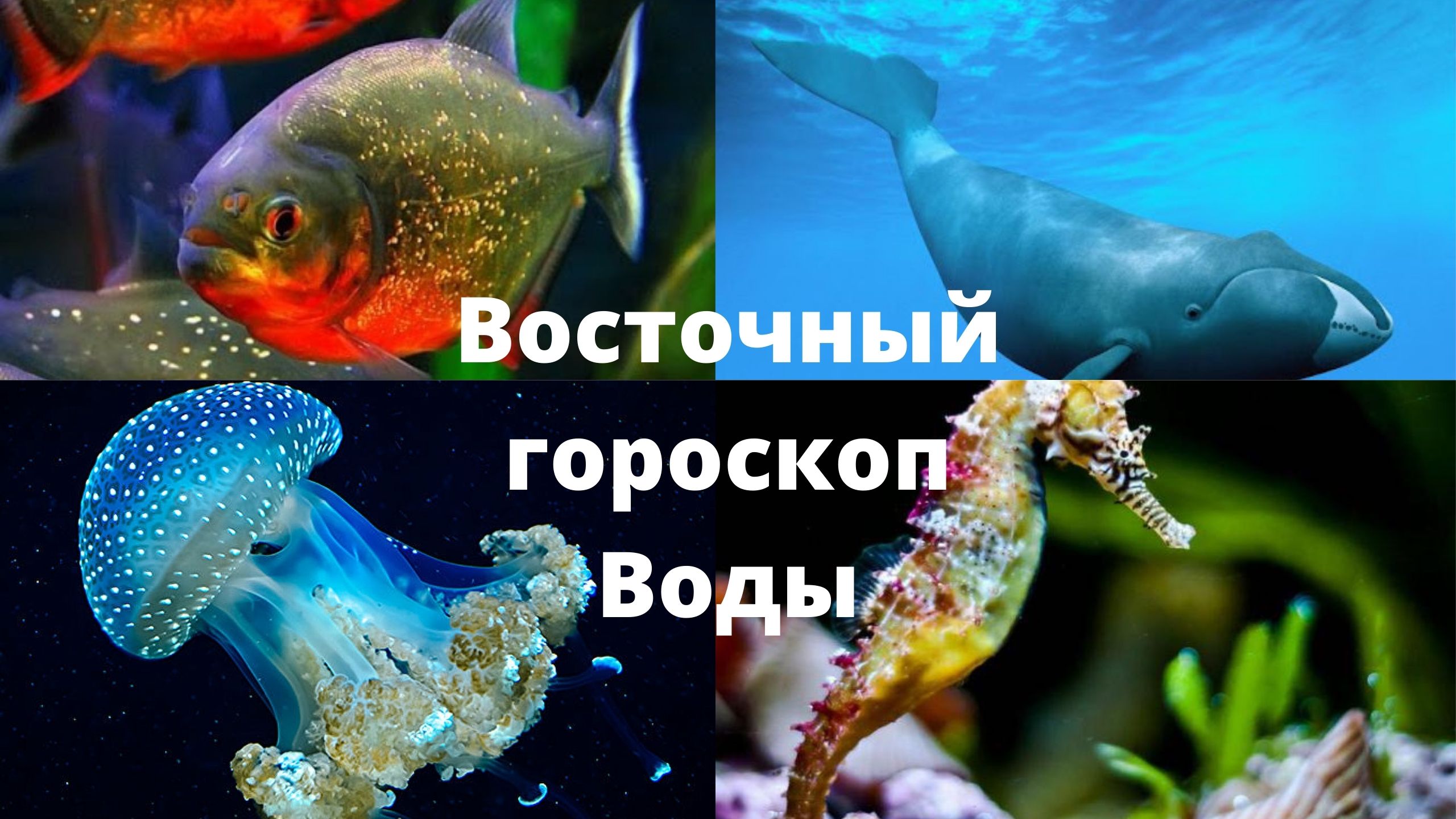 Восточный гороскоп Воды