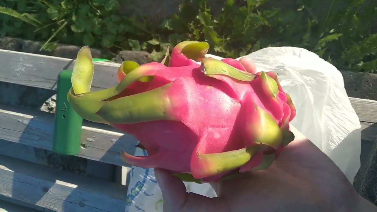 хожу гуляю с питахайей